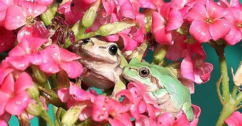 경칩 앞둔 청개구리