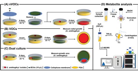 Schematic Representation Of The Experimental Procedures Performed To Download Scientific