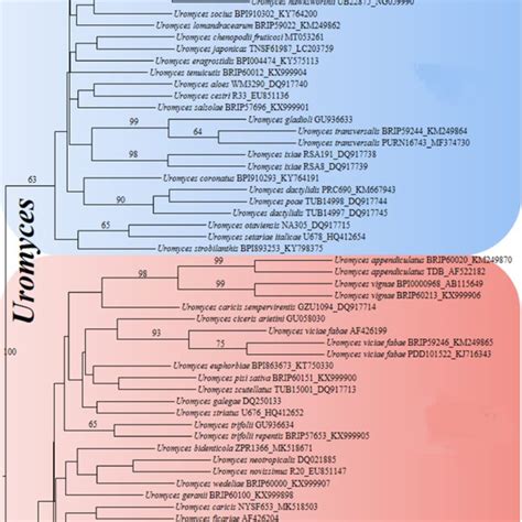 A General Life Cycle Of Rust Genus Uromyces Download Scientific Diagram
