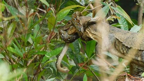 Aufregender Zweikampf Echse Gegen Python Orang Utan Retten