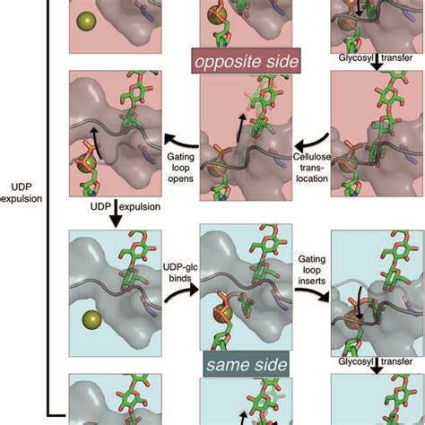 The Hypothesized Processive Cycle Of The Bacterial Cellulose Synthase Download Scientific