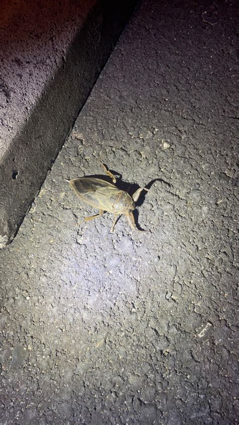 Bug Id Request Rinsects