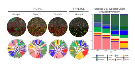 spatial proteomics offer novel insights into rare lymphomas with sparse