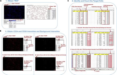 image analysis with imagej a obtaining region of interest roi using