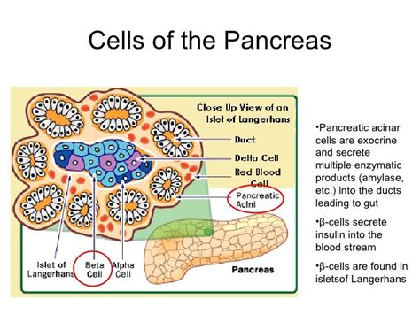 Reprogramming Pancreatic Cells