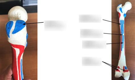 Femur Origins And Insertions Diagram Quizlet