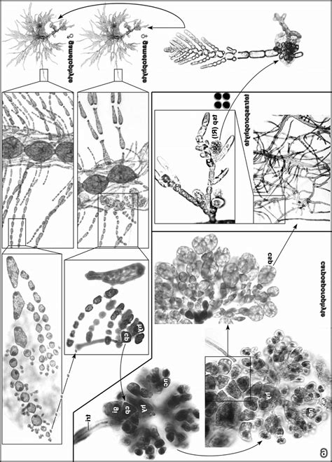 Hypothesized Life Cycle Of The Genus Reticulocaulis Rhodophyta See