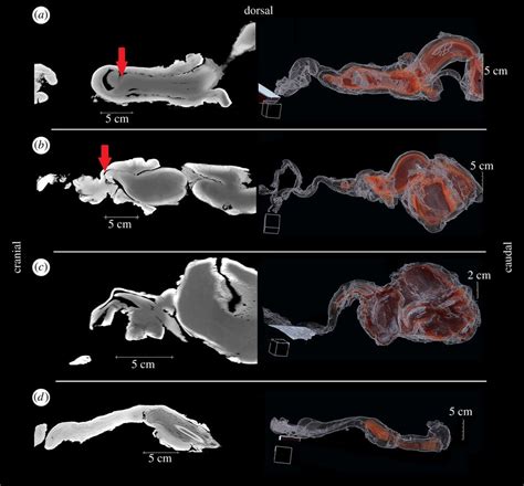 Genital Interactions During Simulated Copulation Among Marine Mammals Proceedings Of The Royal
