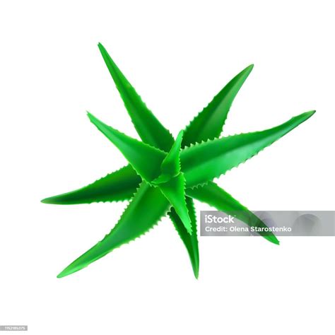 흰색 바탕에 현실적인 알로에 베라 벡터 일러스트 레이 션 0명에 대한 스톡 벡터 아트 및 기타 이미지 0명 가시 건강관리와 의술 Istock