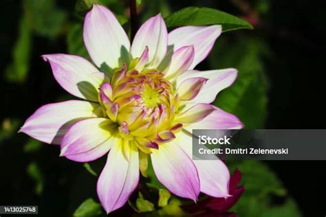 흰색 노란색 보라색 달리아 꽃 매크로의 세부 사항은 사진을 닫습니다 질감 대비 및 추상적인 복잡한 꽃 패턴을 강조하는 컬러 사진 0명에 대한 스톡 사진 및 기타 이미지