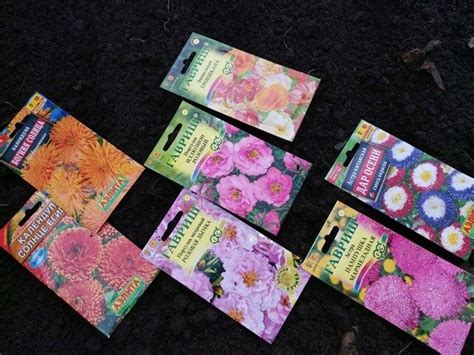 Які однорічні квіти посію під зиму а які залишу до весни