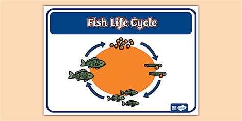 Fish Life Cycle Teacher Made Twinkl