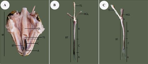 Figure 1 From Structure Of Reticulated Python Malayopython Reticulatus Tongue Using Scanning