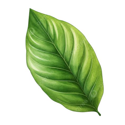 고립 된 잎 그림 잎 설계 자연 Png 일러스트 및 이미지 에 대한 무료 다운로드 Pngtree
