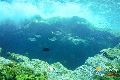 Diving In Abades Bay Tenerife Diving Academy