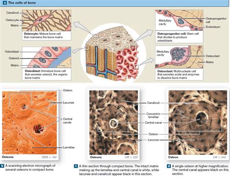 Bone Bruise Causes Symptoms Diagnosis Treatment And Healing Time
