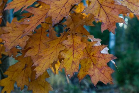 Monoecious Vs Dioecious Trees Treenewal