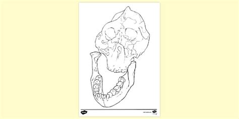 Paranthropus Boisei Skull Fossil Colouring Sheet Colouring