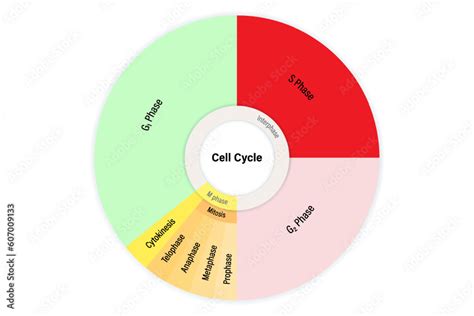 Vetor De The Cell Cycle Division Cycle Of Eukaryotic Cell Mitosis And