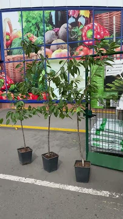 Деревья плодовые с Закрытой Корневой Системой черешня Youtube