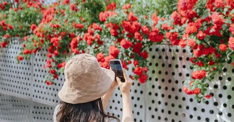 그림 같은 기술 꽃 꽃 장식 꽃이 만발한 관목 낮 다채로운 덤불 뒷모습 따뜻한 음색 라이프스타일 레저 매혹적인 밝은 붉은 꽃 색 대비 색상 축제