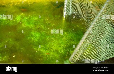 Algae Pond Garden Stock Videos And Footage Hd And 4k Video Clips Alamy