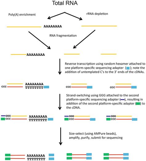 A Rapid Simple And Inexpensive Method For The Preparation Of Strand