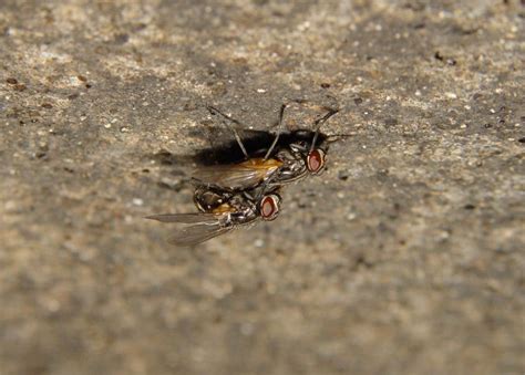 Loud Sex Can Be Deadly For Flies Animal Sex Live Science