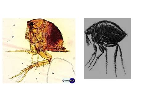 Tunga Penetrans Facts Diet Habitat And Pictures On Animaliabio