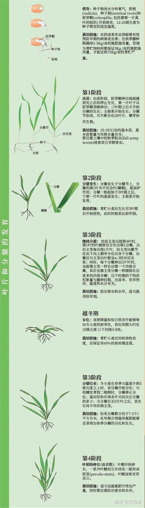 您的小麦发育到哪个生育阶段了？对照这里！ 知乎