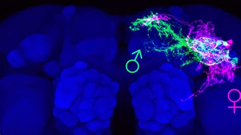 Males And Females Are Evolutionarily Programmed Differently In Terms Of Sex