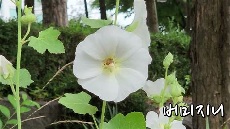 하얀 접시꽃 촉규화 2023 06 12 Youtube