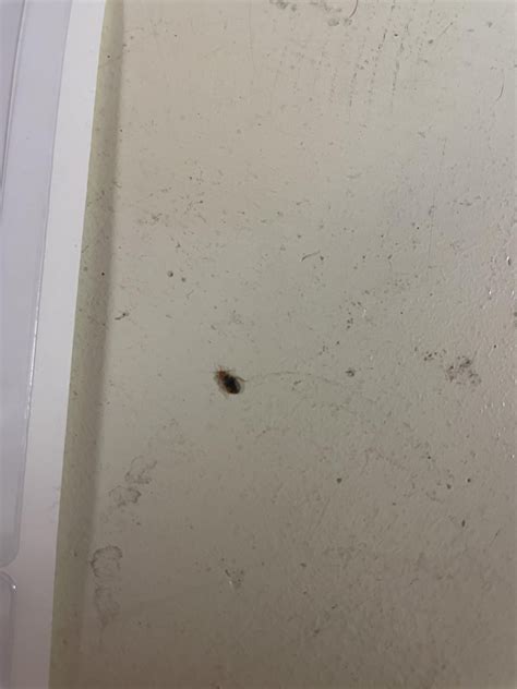 Possible Daycare Bed Bug Situation Rbedbugs