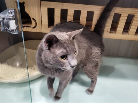 러시안블루초코 고양이책임무료분양 강아지분양 고양이분양 컴투펫 시츄 셔틀랜드쉽독 말티푸 미니핀 치와와 요크셔테리어 포메라니안 말티즈 분양