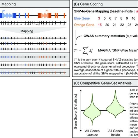 An Overview Of Gene Set Analyses For Gwas Data Gene Set Analyses For