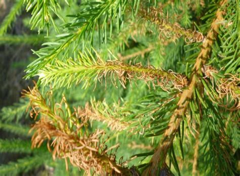 Spruce Spider Mites A Key Cool Season Mite Pest — Plant And Pest Advisory