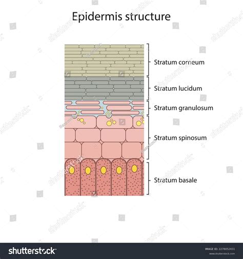 Histological Structure Of Epidermis Skin Royalty Free Stock Vector My Xxx Hot Girl