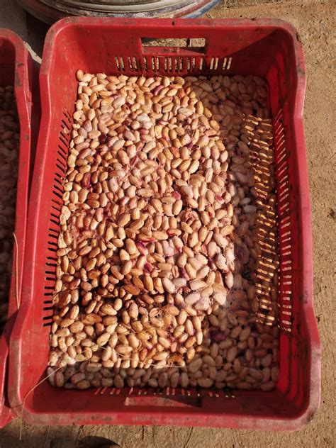 Cocoa This Is Where Chocolate Comes From R Ni Bondha