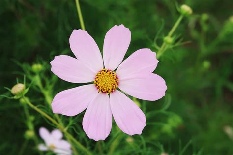 코스모스 꽃 Pixabay의 무료 사진 Pixabay
