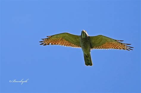 望遠狂の鳥見日記 よく見ますが
