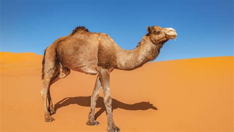 Seen And Heard Tracking Pythons And Wild Camels Gps World