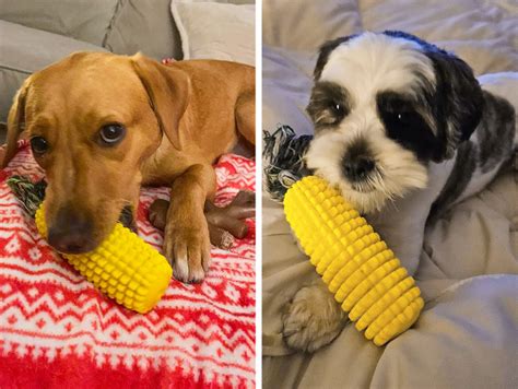 30 Regret Proof Amazon Items You Shouldnt Be Afraid To Buy On Impulse Bright Side