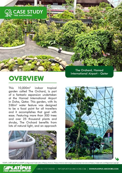 Tree Anchoring With Platipus Tree Anchors Platipus Anchors Earth Anchoring Systems