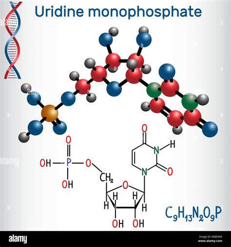 Nucleotide Model 3d