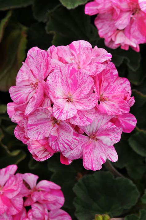 Vibrant Raspberry Twizzle Geranium