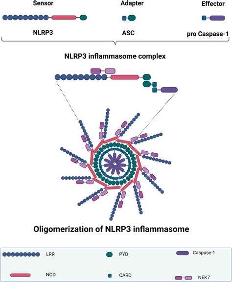 Nlrp3 Inflammasome Structure And Oligomerization The Nlrp3