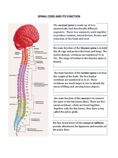 Spinal Cord Main Function Pdf