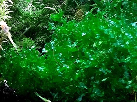 Süsswassertang Aquarienpflanze Versand Abholung In Mechernich Tiere