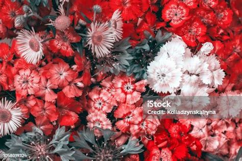 다채로운 꽃 배경 밝은 야생 꽃의 추상적인 배경 꽃 배열 꽃의 꽃다발입니다 배경 및 벽지 포스터 및 인쇄에 대 한 개화기에 대한 스톡 사진 및 기타 이미지 Istock