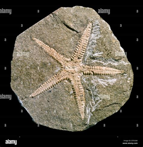 Phylum Echinodermata Fossils
